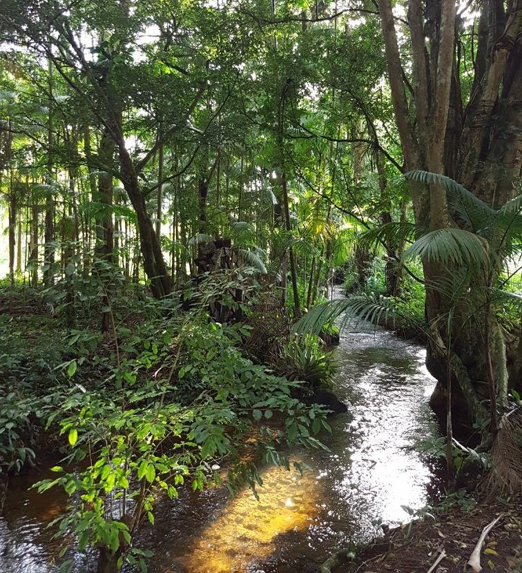 The Un-Endangered Forest Project