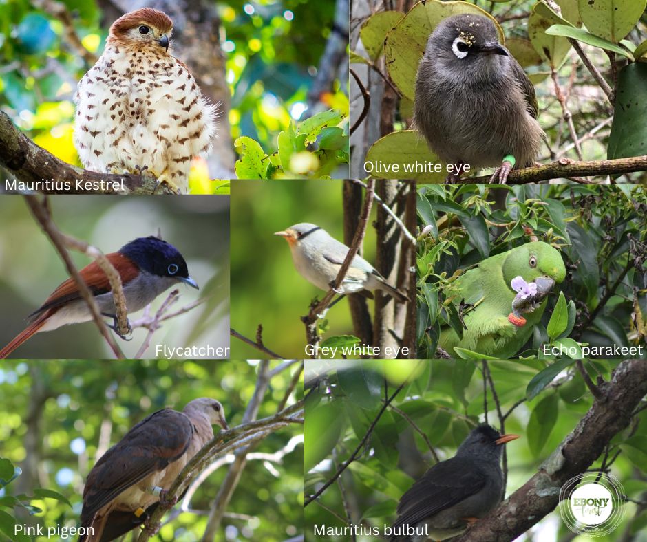The Enchanting Forests of Mauritius